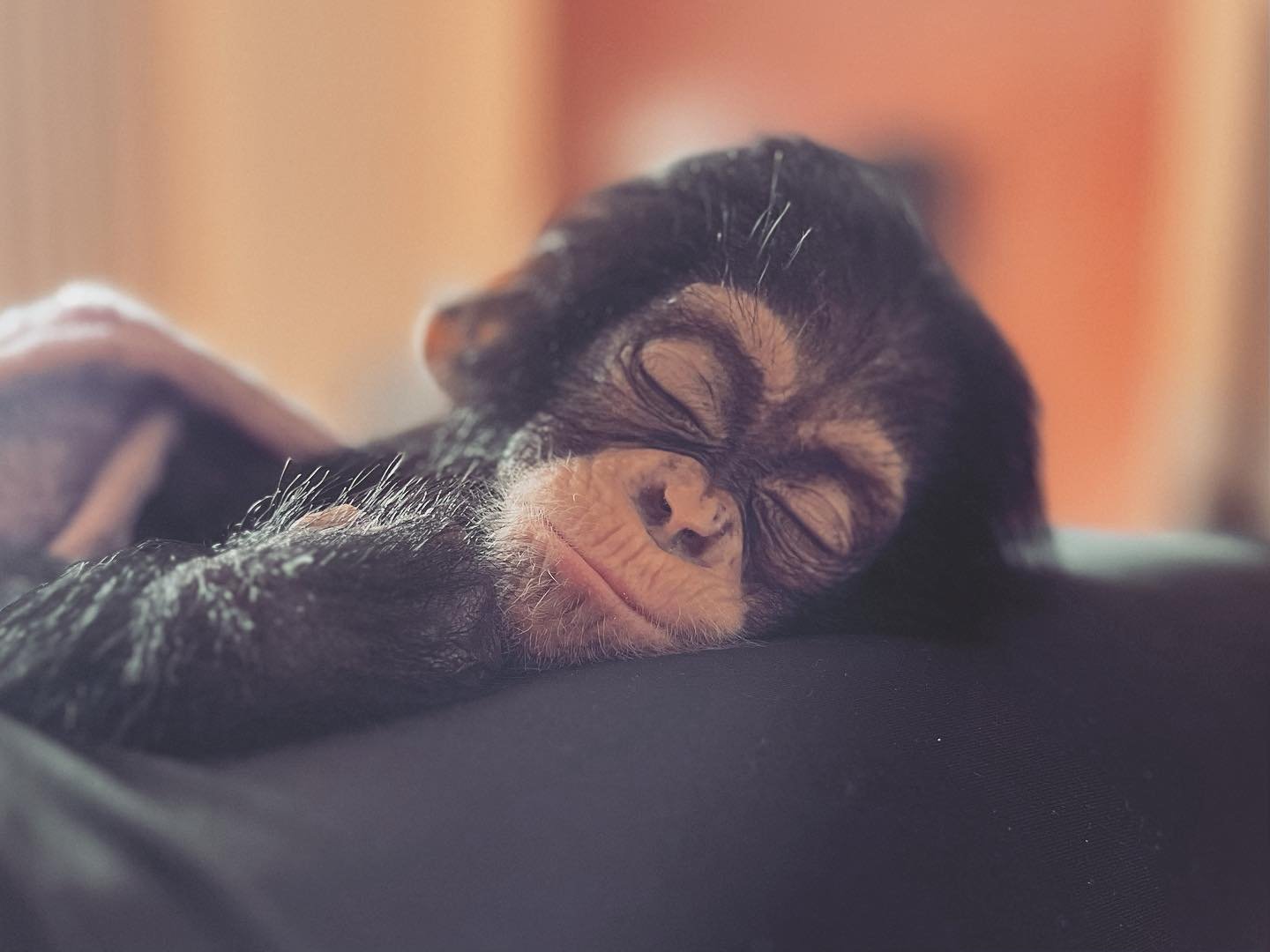 Cute Female Baby Chimps For Sale
